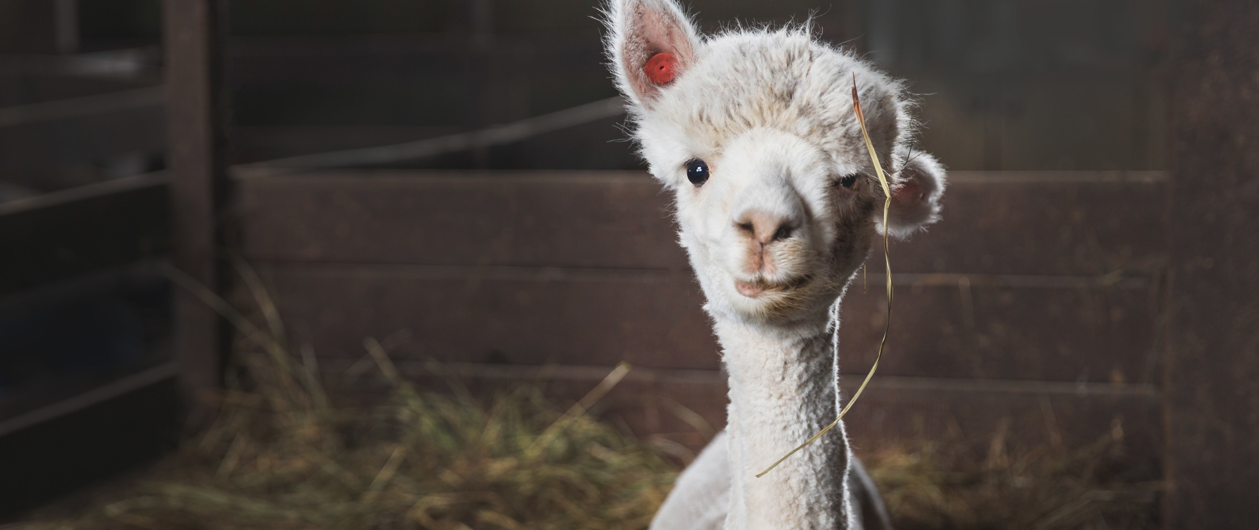 Pet Flow – Animal Care & Pet Shop